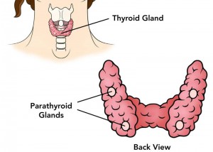 Parathyroid Disorders - Thyroid Sydney