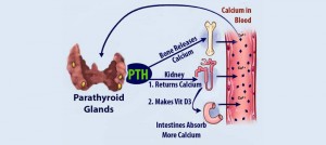 Calcium Imbalances Caused by Parathyroid Disorders - Thyroid Sydney