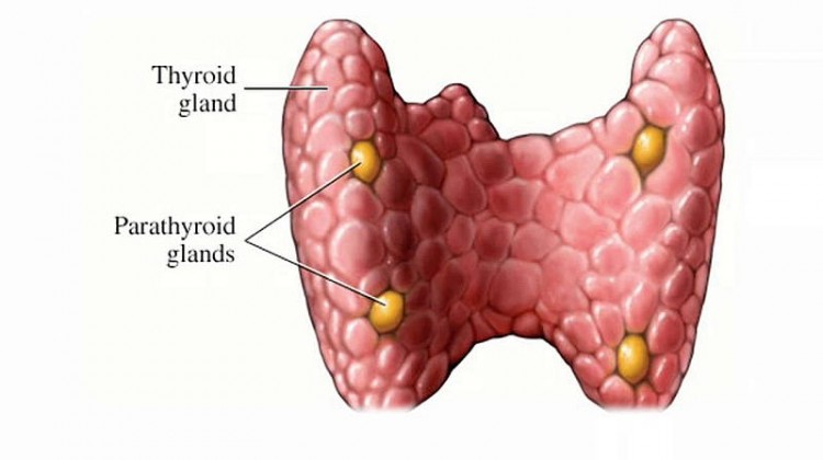 How is Your Parathyroid Gland - Thyroid Clinic Sydney