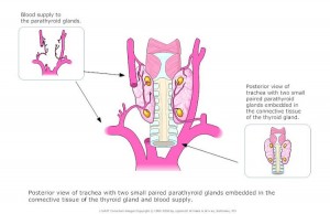 Your Parathyroid Gland and You - Thyroid Clinic Sydney