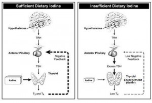 Iodine, Thyroid Hormones and the Thyroid Gland