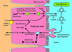 Iodine, Thyroid Hormones and the Thyroid Gland