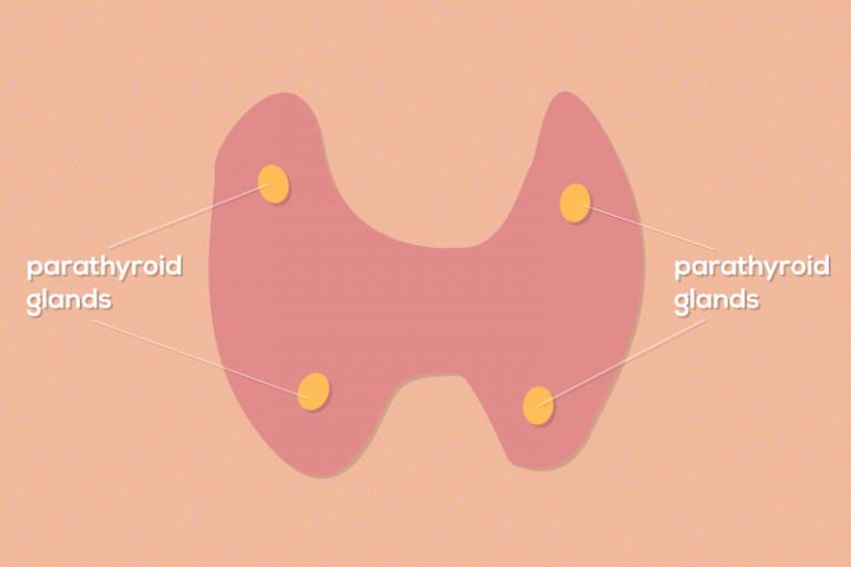 What Are the Parathyroid Glands? - Thyroid Clinic Sydney